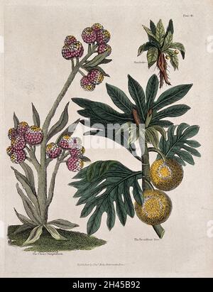 A botanical illustration of Mandrake (Mandragora officinarum L.), a ...