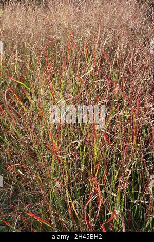 Panicum virgatum ‘Shenandoah’, Red Switch Grass Stock Photo - Alamy