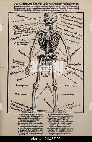 A skeleton, seen from the front, with labels giving the latin names of ...