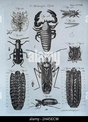 Microscopy: diagrams illustrating insects and parts of insects ...