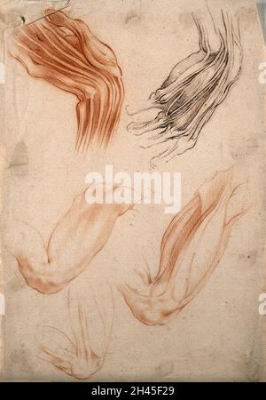 Illustration showing the bones of the hand and wrist. Making up the ...