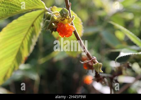 Rubus lineatus silky leaved berry – orange raspberry-like fruits and ...
