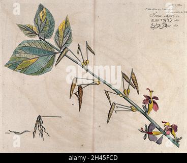 Helicteres isora (Indian screw tree, Idampiri valampiri, kayu ules ...