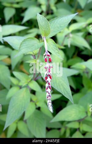 Red flower with green leaves and buds blooming outdoors on green summer ...