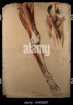 Muscles of the pelvis, leg and foot: two écorchés, front view. Colour ...