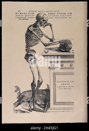 Skeleton contemplating a skull Stock Photo - Alamy