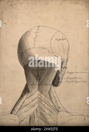 Head and neck muscles. Historical anatomical artwork of the muscles of ...
