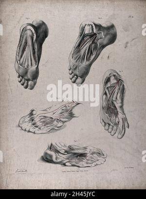 Anatomical drawing, Foot, Circulatory system, Nerves, Tendons ...