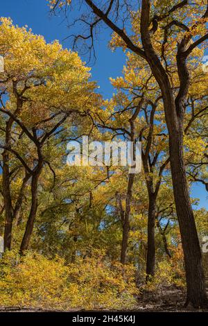 Fall leaves on the trails on the Rio Grande Bosque, Albuquerque, New ...