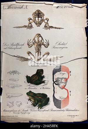 . The biology of the frog. Frogs. THE CIRCULATORY SYSTEM 289 External ...