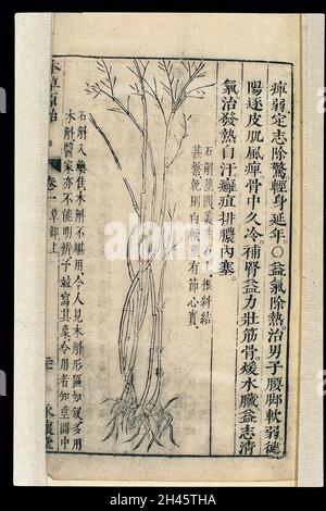 Chinese herbal medicine Dendrobium Stock Photo - Alamy