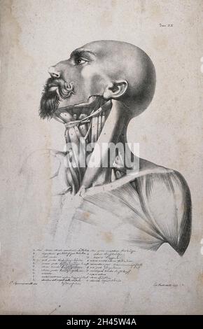 Vintage illustration of anatomy, head-neck-throat body regions scheme ...
