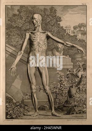 An écorché figure, front view, with left arm extended, showing the ...