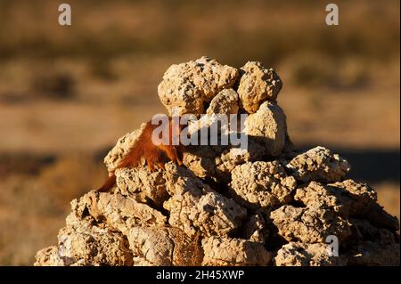 Mongoose on the rocks at Kgalagadi Transfontier Park, South Africa ...