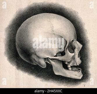 Human Skull Lateral View, right orbit Stock Photo - Alamy