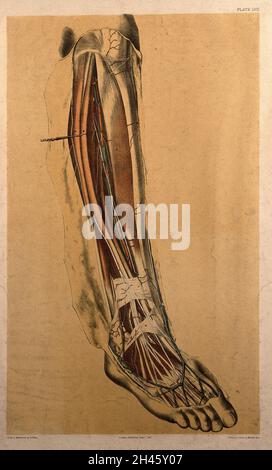 Dissection of the back of the lower leg, showing the muscles, blood ...