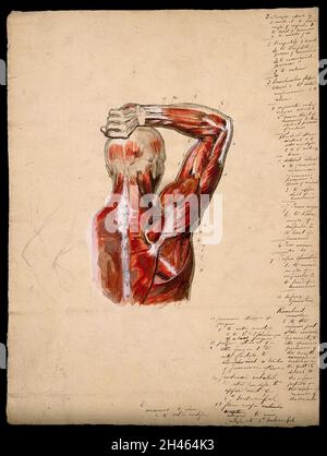 Head, shoulder and back of an écorché figure, seen from behind, with ...