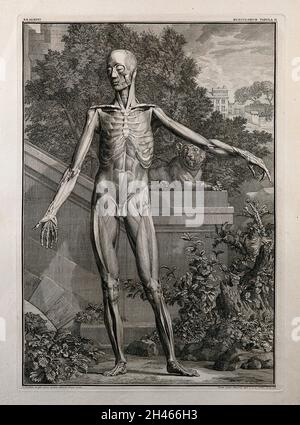 An écorché figure with left arm extended, seen from the front, showing ...