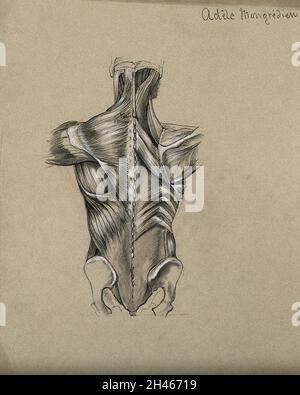 Muscles of the trunk: back view. Pencil and chalk drawing by J ...