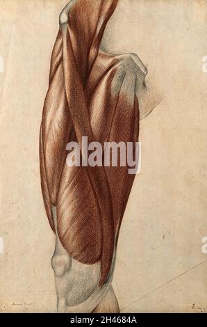 Muscles and tendons of the thigh. Red chalk and pencil drawing by or associated with A. Durelli ...