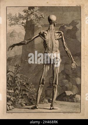 An écorché figure, back view, with left arm extended, showing the ...