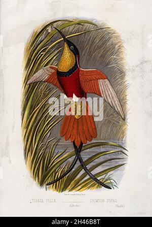 Topaza pella, Print, The crimson topaz (Topaza pella) is a species of ...