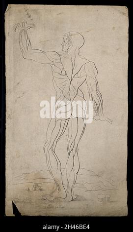 An écorché figure with left arm raised, seen from the front: two ...