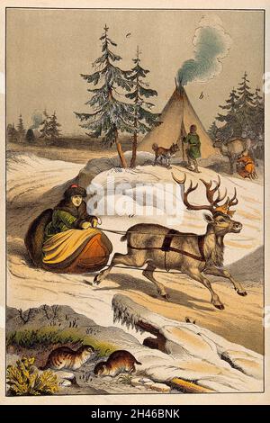 Man riding Reindeer sleigh in Finland in Lapland winter reflex Stock ...