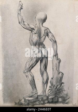An écorché figure with left arm raised, seen from the left side. Line ...