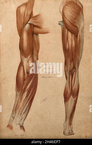 Muscles of the arm [?]: two figures. Pencil drawing by J. Mongrédien ...