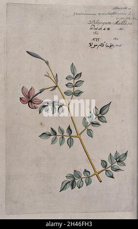 Catalonian jasmine or Spanish jasmine. Jasminum grandiflorum, also ...