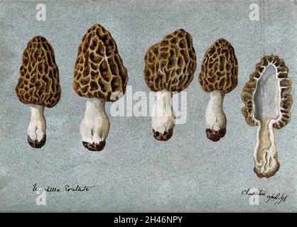 Common morel (Morchella esculenta): five fruiting bodies, one sectioned ...