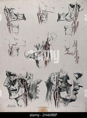 Anatomical drawing, Face, Circulatory system, Nerves, Eyes, Ears, Nose ...