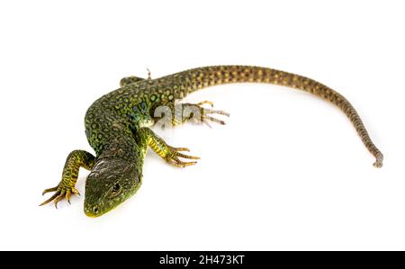 Western green lizard in front of white background Stock Photo - Alamy