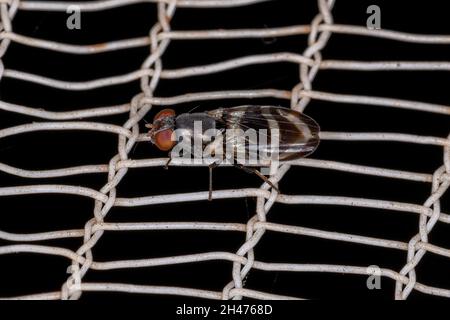 Adult Picture-winged Fly of the Family Ulidiidae Stock Photo - Alamy