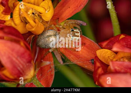 Small Jumping Spider of the Genus Chira with a mite stuck in the leg ...