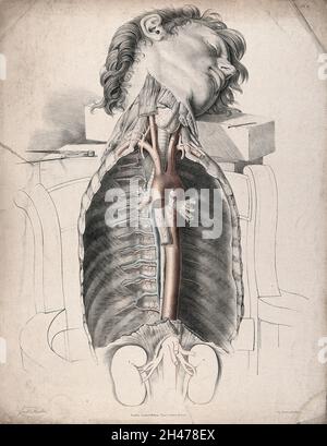 The circulatory system: dissection of the neck and thorax of a man ...