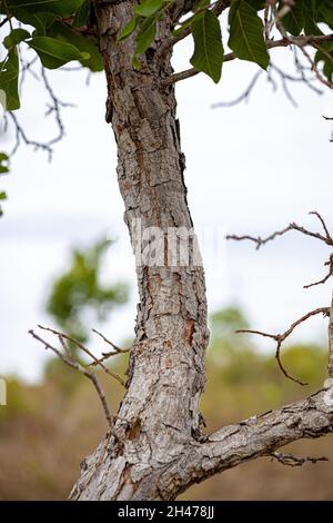 Sandpaper Green Tree of the species Curatella americana Stock Photo - Alamy