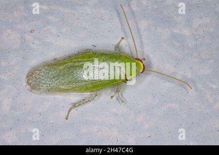 Green Giant Cockroach of the Genus Panchlora Stock Photo - Alamy