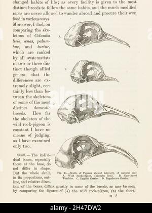 A detailed illustration from 'The Comparative Anatomy of the ...