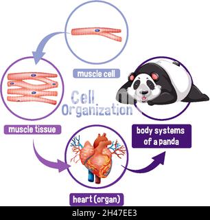 Diagram showing internal organs of a bear illustration Stock Vector ...