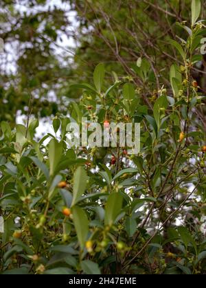 Rio Grande cherry plant and fruit (Eugenia involucrata Stock Photo - Alamy