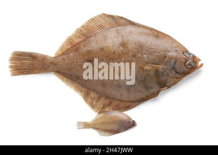 Fresh whole raw common dab fish and baby fish isolated on white ...