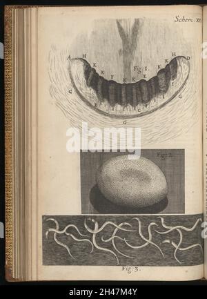 Engraving from Micrographia, 1665, by Robert Hooke Stock Photo - Alamy