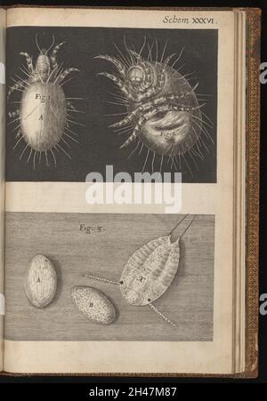 Engraving from Micrographia, 1665, by Robert Hooke Stock Photo - Alamy