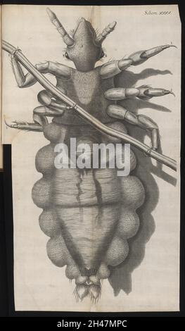 Engraving from Micrographia, 1665, by Robert Hooke Stock Photo - Alamy
