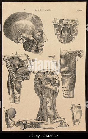 Head and neck muscles. Historical anatomical artwork of the muscles of ...