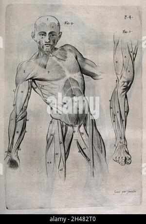 An écorché figure, shown from head to buttock, seen from behind. Crayon ...