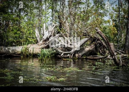 Swampland bayou Louisiana wetlands USA Stock Photo - Alamy