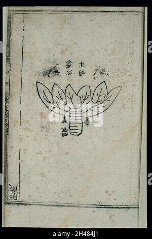 Anatomy of the lung in ancient Chinese medicine, woodcut Stock Photo ...